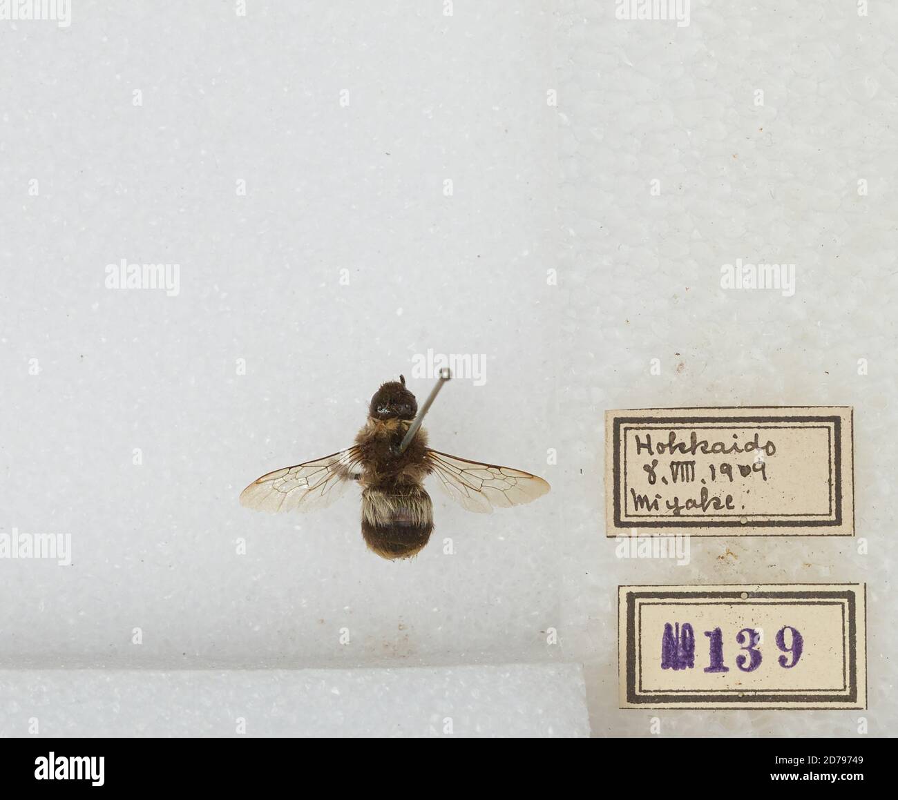 Hokkaido, Japan, Bombus sp., Animalia, Arthropoda, Insecta, Hymenoptera, Apidae, Apinae Stock ...