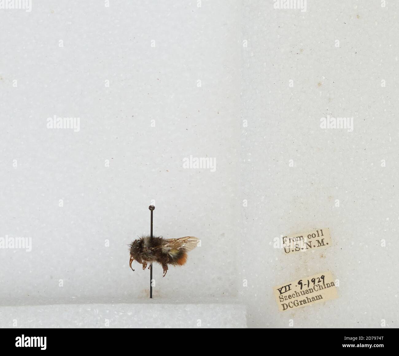Sichuan, China, Bombus sp., Animalia, Arthropoda, Insecta, Hymenoptera ...
