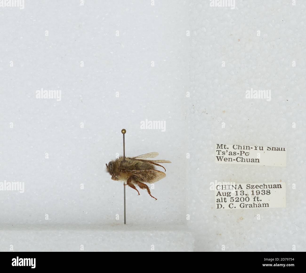 Mt. Chin-Yu Shan Ts'as-Po, Wenchuan Xian, Sichuan, China, Bombus sp ...