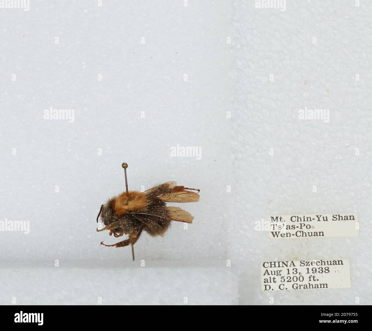 Mt. Chin-Yu Shan Ts'as-Po, Wenchuan Xian, Sichuan, China, Bombus sp ...