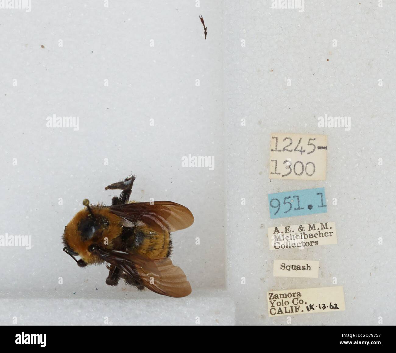 Zamora, Yolo, California, United States, Bombus sp., Animalia ...