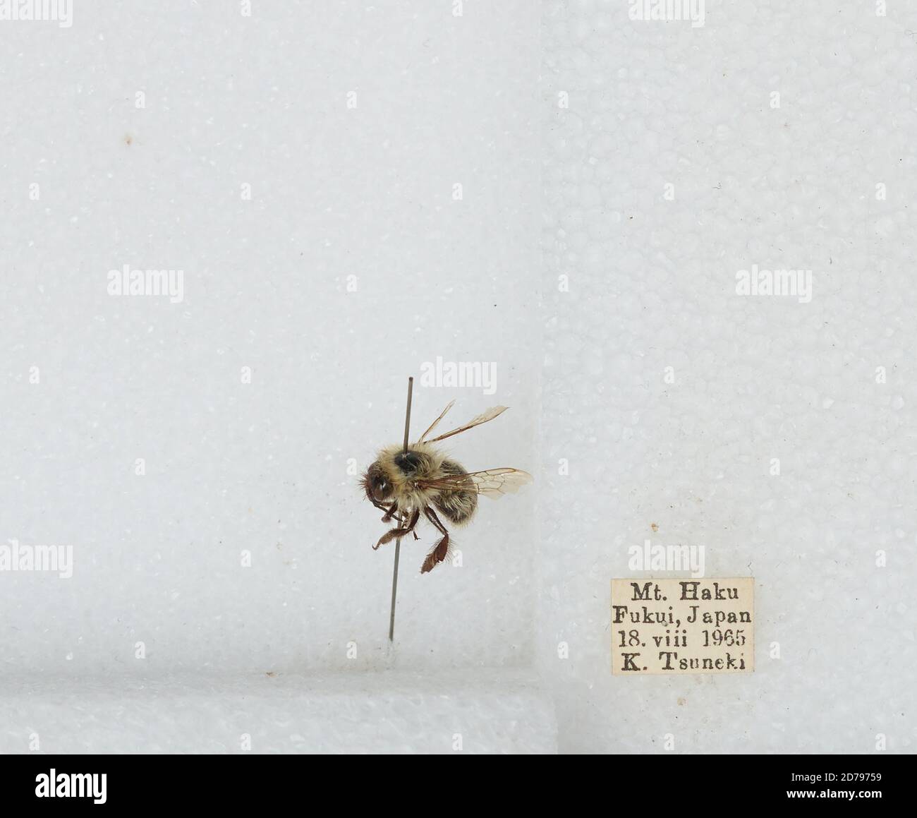 Mount Haku, Fukui, Japan, Bombus sp., Animalia, Arthropoda, Insecta ...