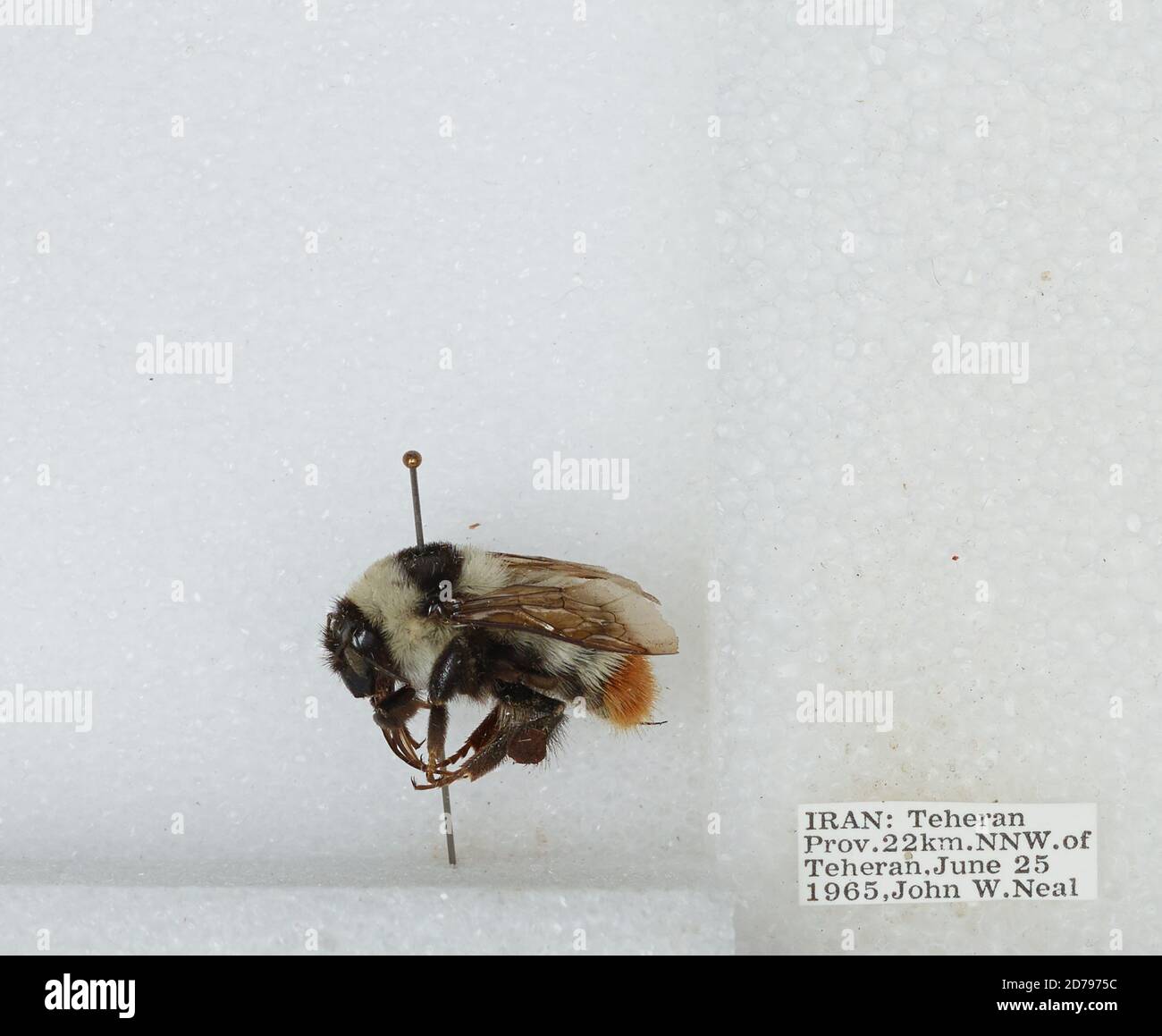 22 km North Northwest of Tehran, Tehran, Iran, Bombus sp., Animalia ...