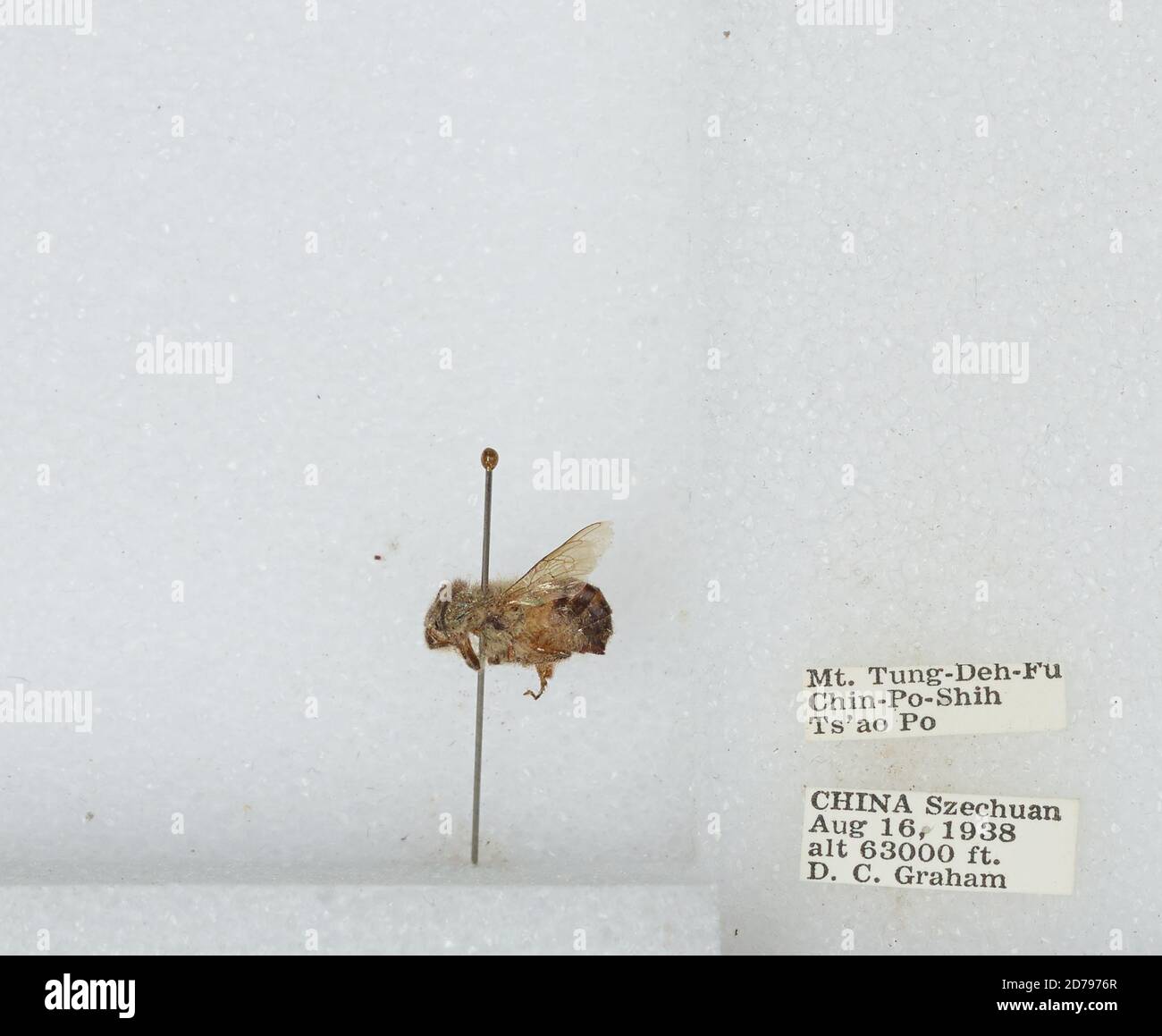 Mt tung deh fu chin po shih tsao po hi-res stock photography and images ...