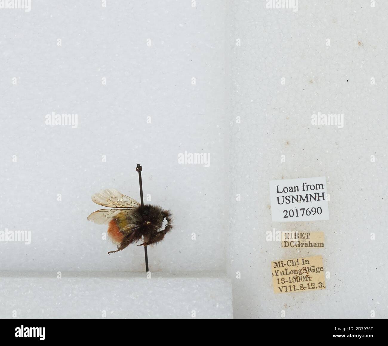 Mi-Chi in Long Si Gge, Tibet Autonomous Region, China, Bombus sp ...