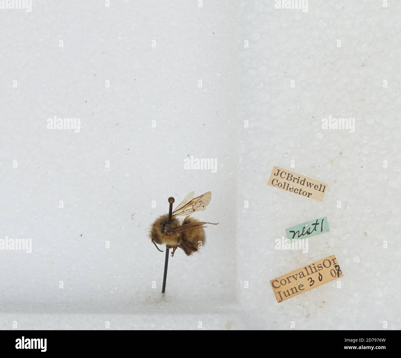 Corvallis, Benton, Oregon, United States, Bombus sp., Animalia ...