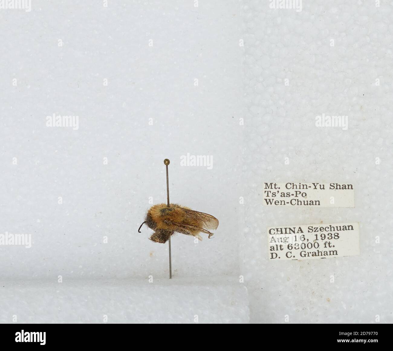 Mt. Chin-Yu Shan Ts'as-Po, Wenchuan Xian, Sichuan, China, Bombus sp ...