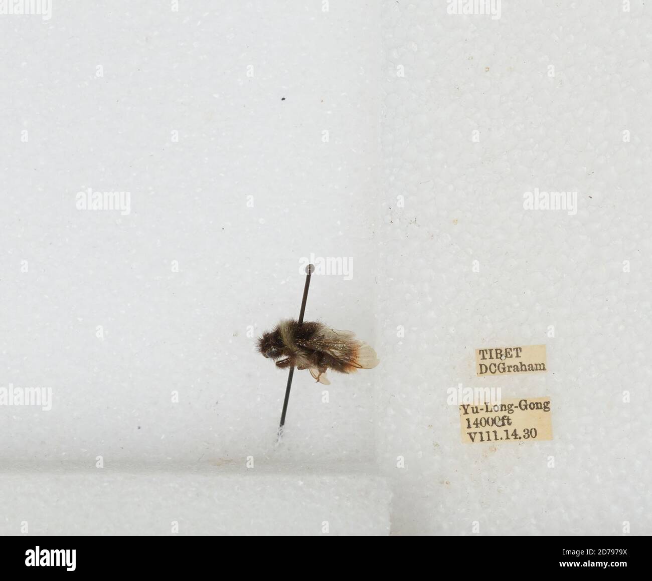 Yu-Long-Gong, Tibet Autonomous Region, China, Bombus sp., Animalia ...