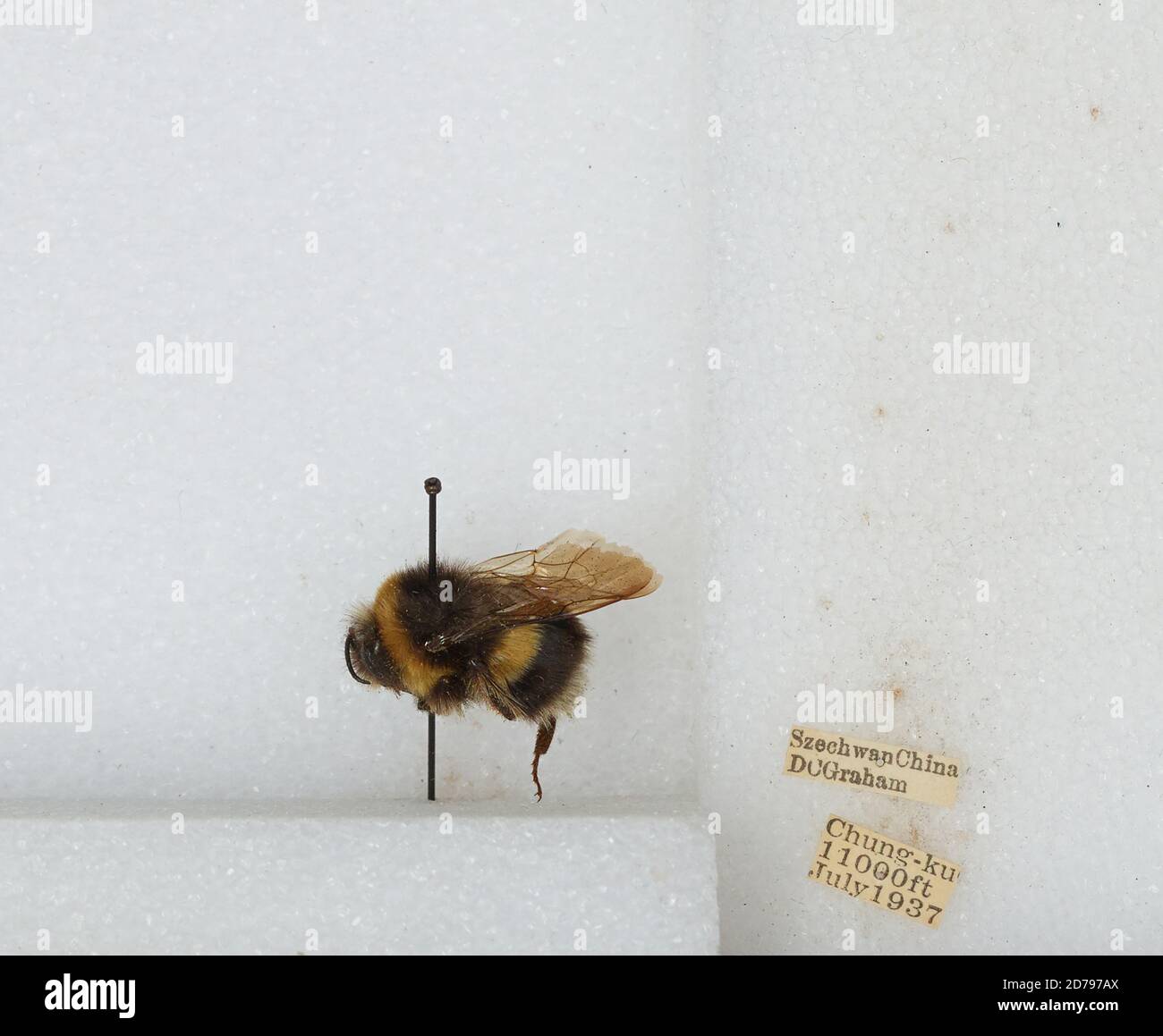 Chung-ku, Sichuan, China, Bombus sp., Animalia, Arthropoda, Insecta ...