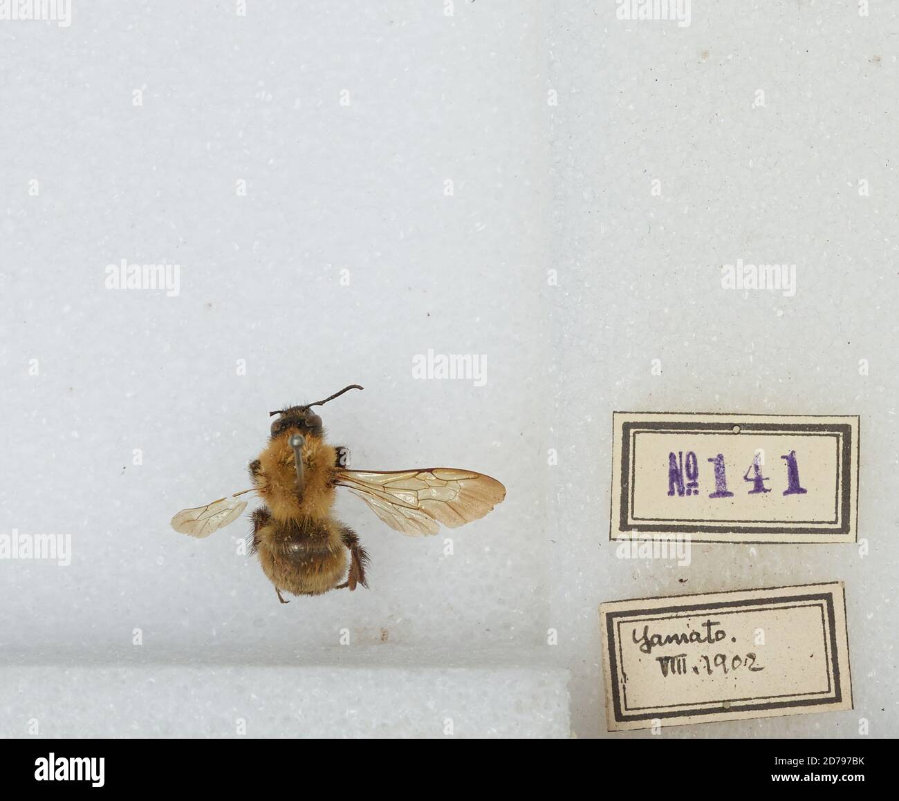 Yamato, Japan, Bombus sp., Animalia, Arthropoda, Insecta, Hymenoptera ...