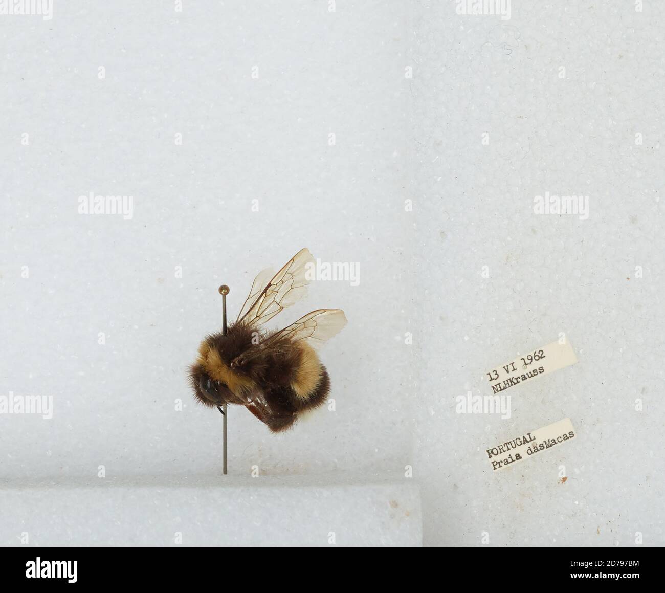 Praia das Macas, Sintra, Lisbon, Portugal, Bombus sp., Animalia ...