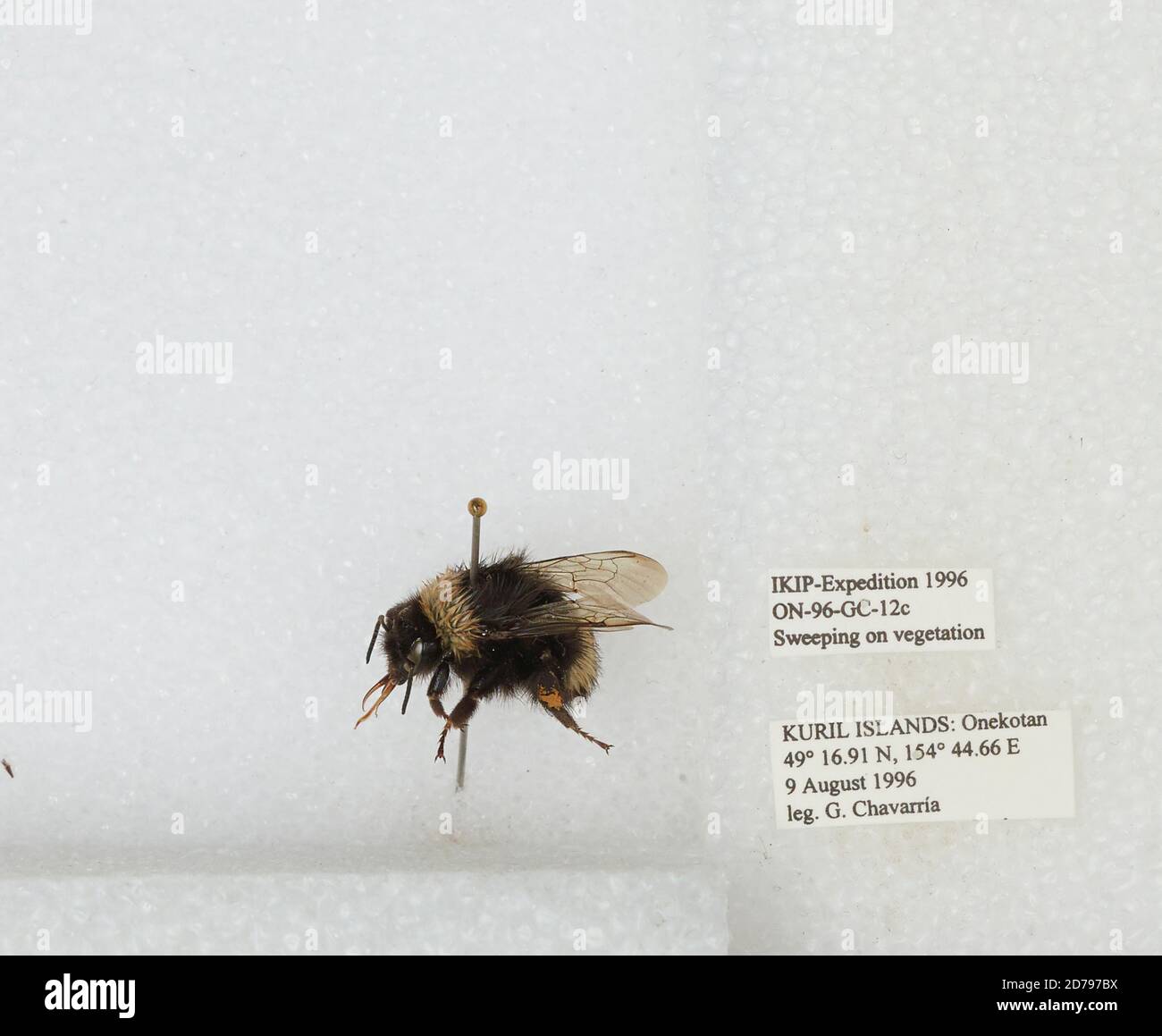 Kuril Islands, Onekotan Island, Sakhalin, Russia, Bombus sp., Animalia ...