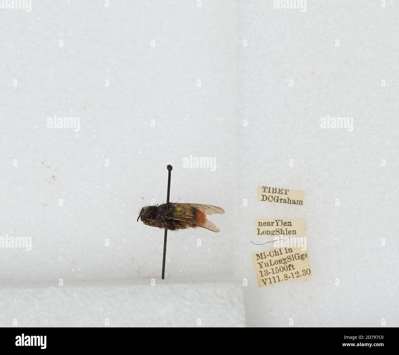 Mi-Chi in Yulong Si Gge near Yien Long Shien, Tibet Autonomous Region ...