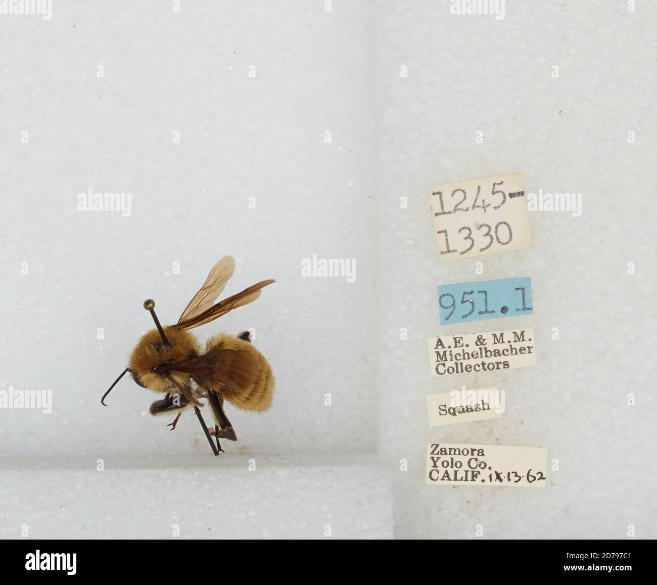 Zamora, Yolo, California, United States, Bombus sp., Animalia ...