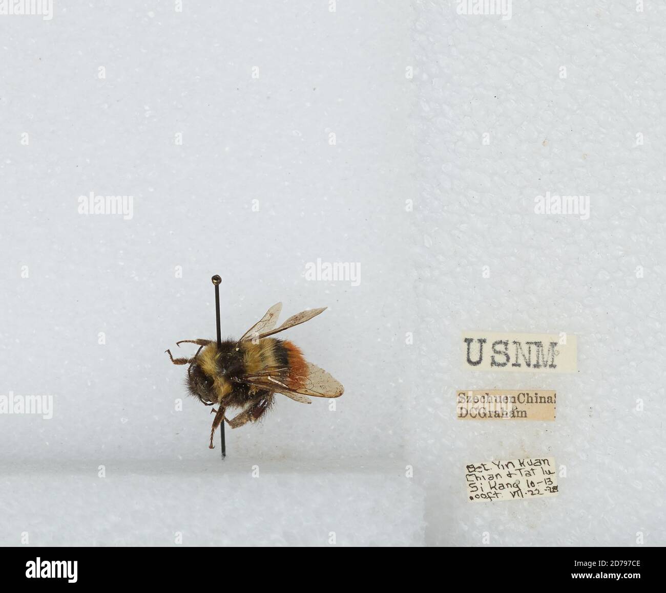 Between Yin Kuan Chian & Tatlu Si Kang, Sichuan, China, Bombus sp ...