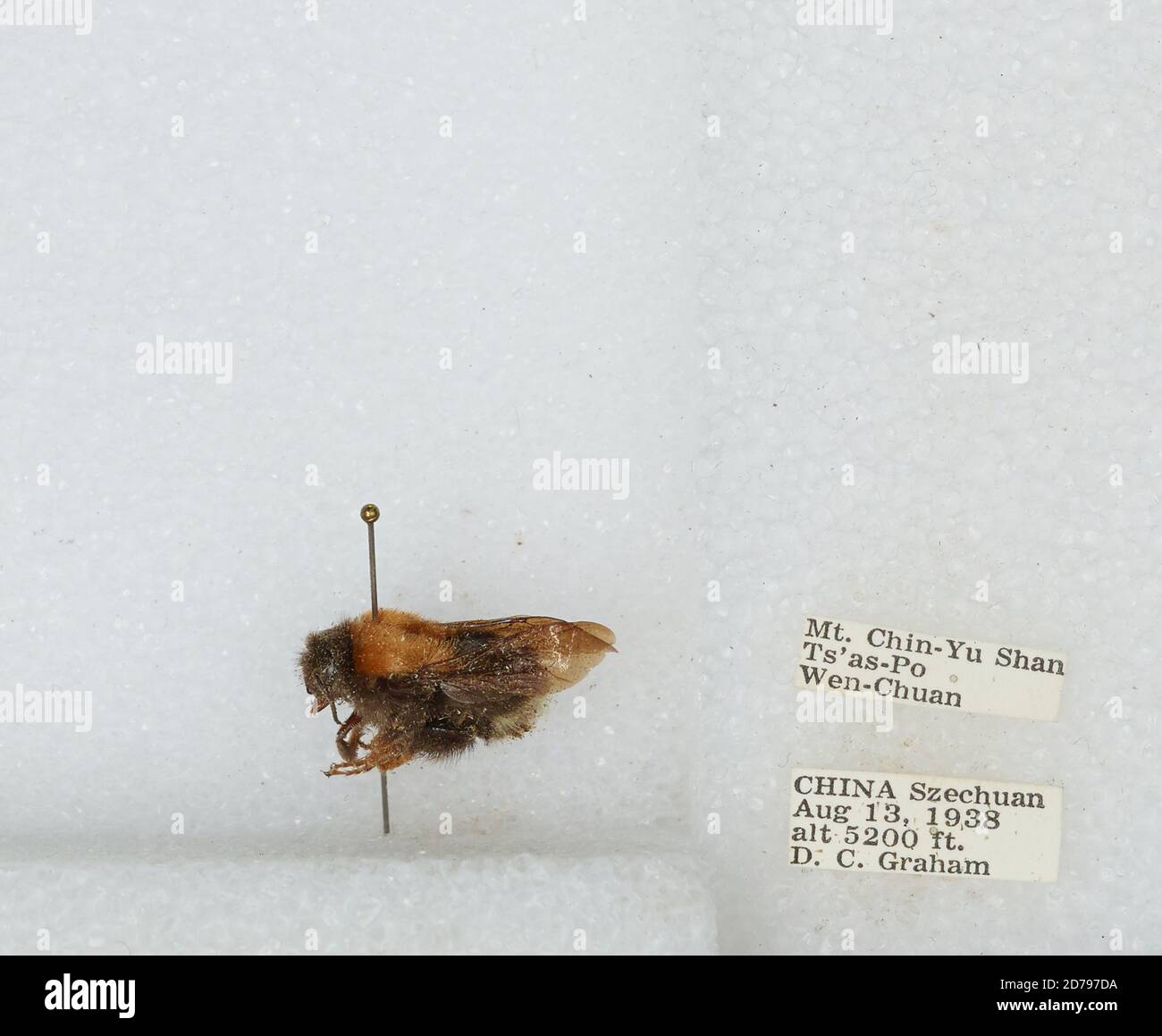 Mt. Chin-Yu Shan Ts'as-Po, Wenchuan Xian, Sichuan, China, Bombus sp ...