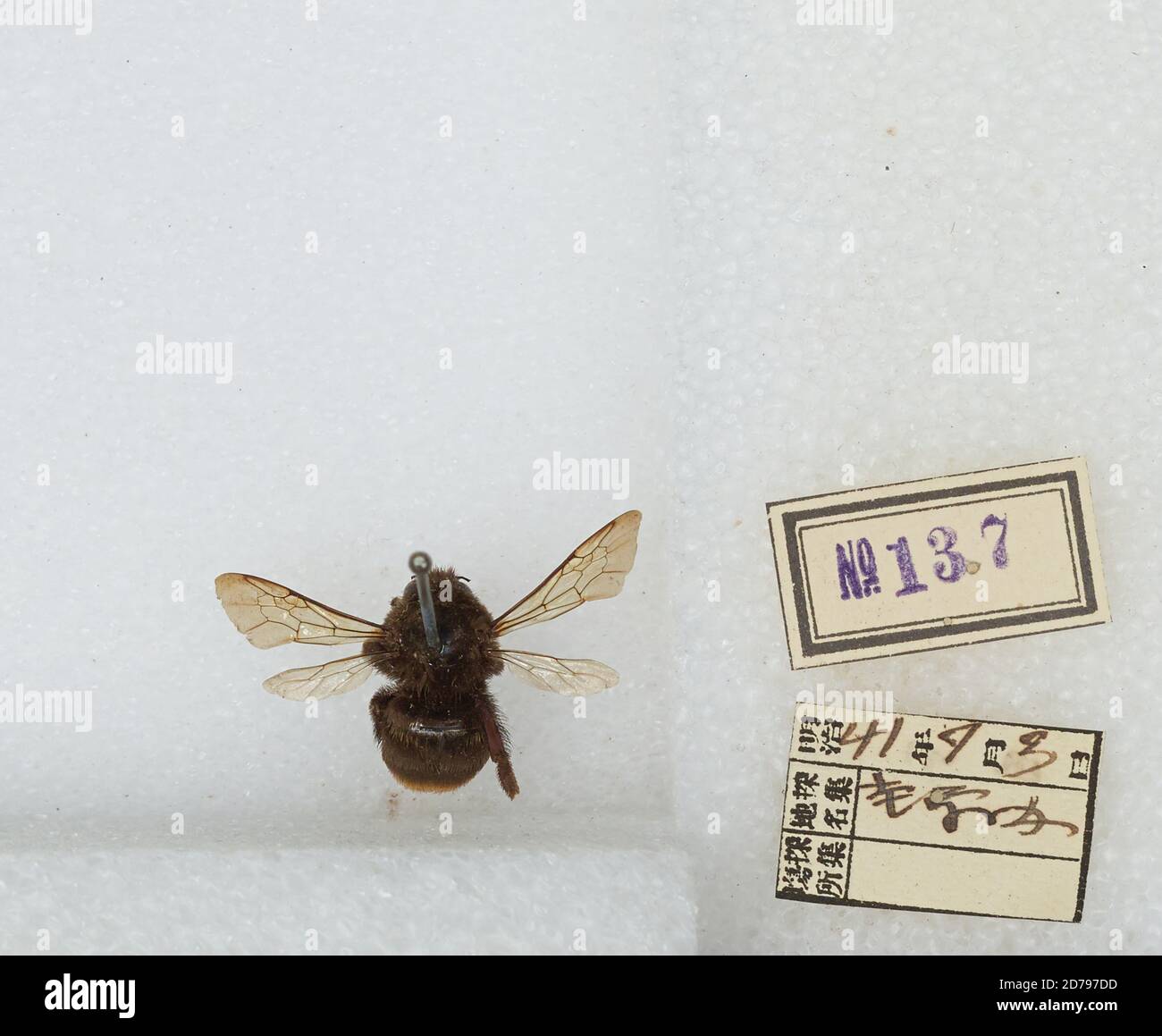 Bombus sp., Animalia, Arthropoda, Insecta, Hymenoptera, Apidae, Apinae ...