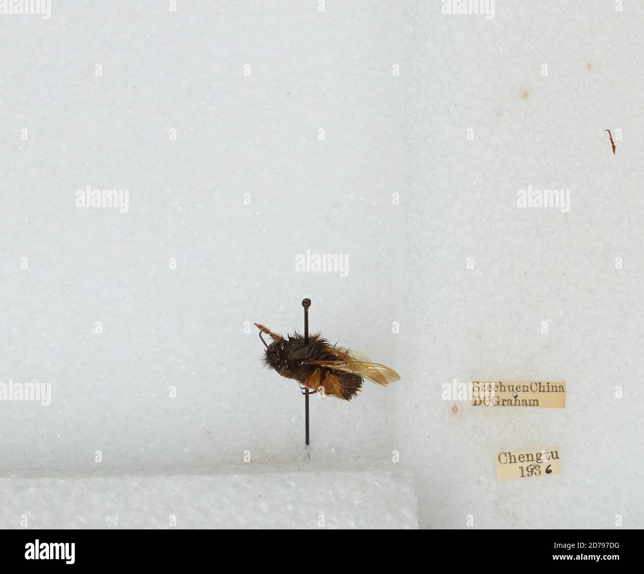 Chengdu, Sichuan, China, Bombus sp., Animalia, Arthropoda, Insecta ...
