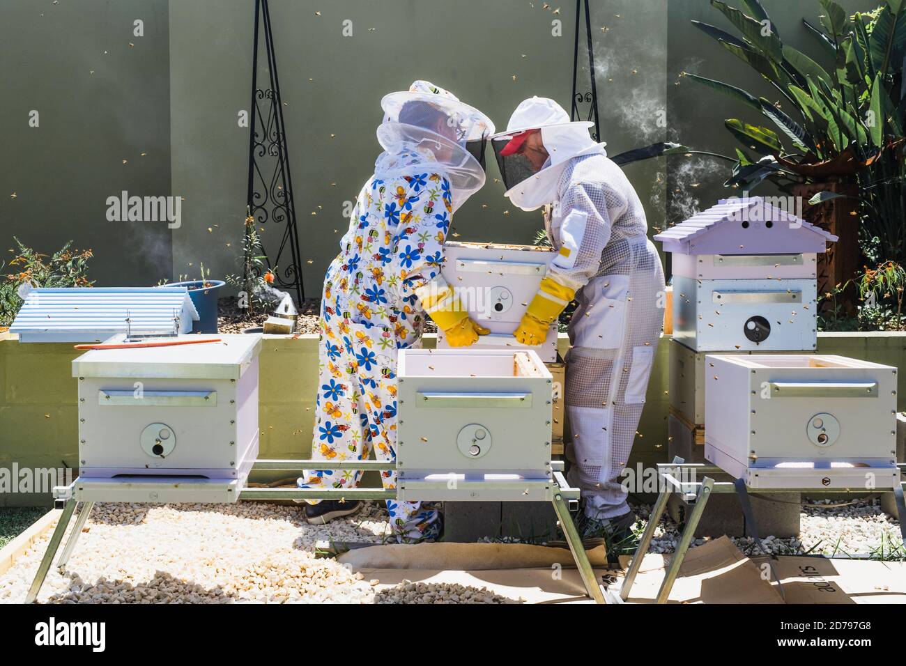 Beekeeper controlling beehive and comb frame, harvesting honey ...