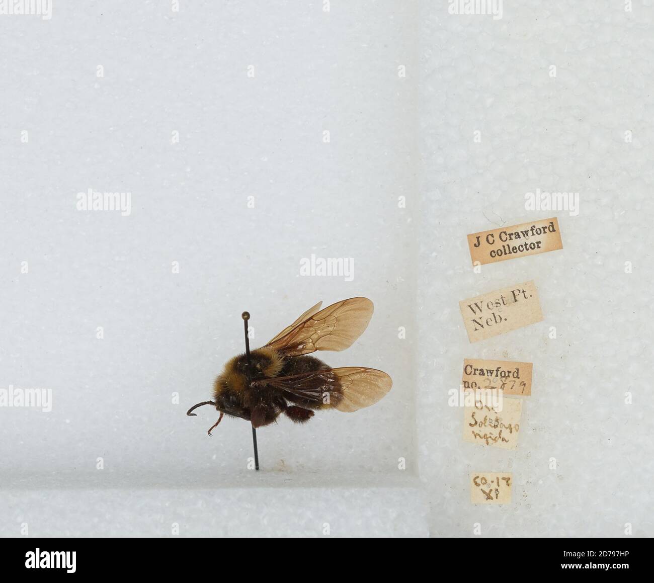 West Point, Cuming, Nebraska, United States, Bombus (Psithyrus ...