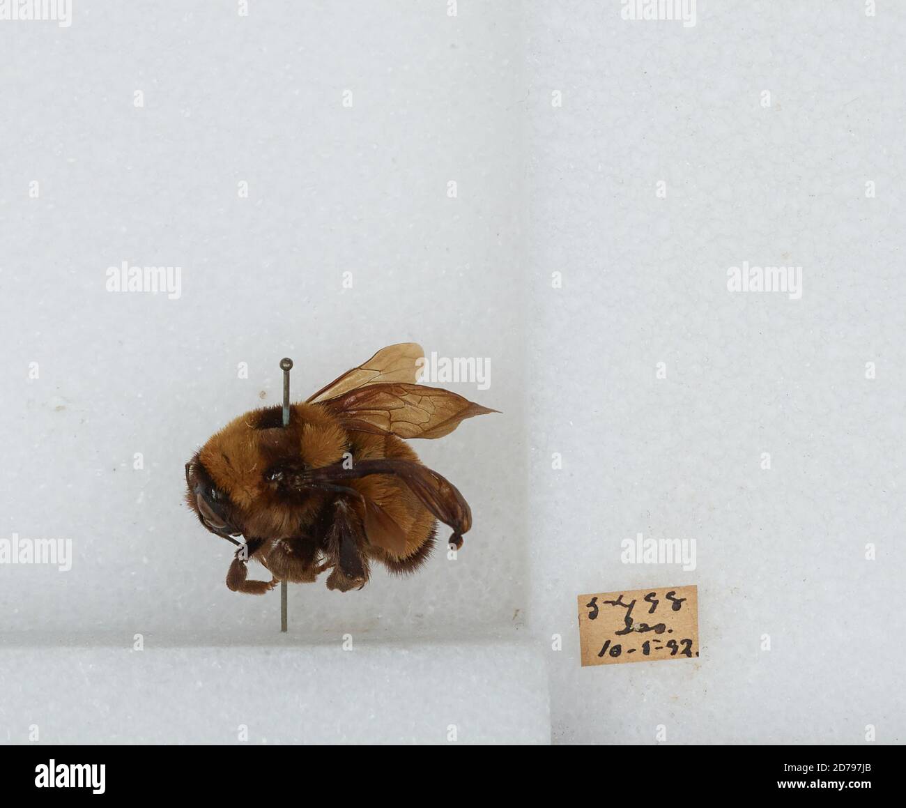 Bombus sp., Animalia, Arthropoda, Insecta, Hymenoptera, Apidae, Apinae ...