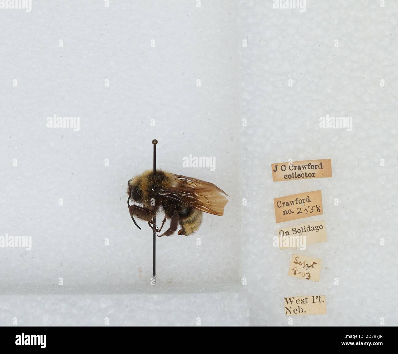 West Point, Cuming, Nebraska, United States, Bombus (Psithyrus ...