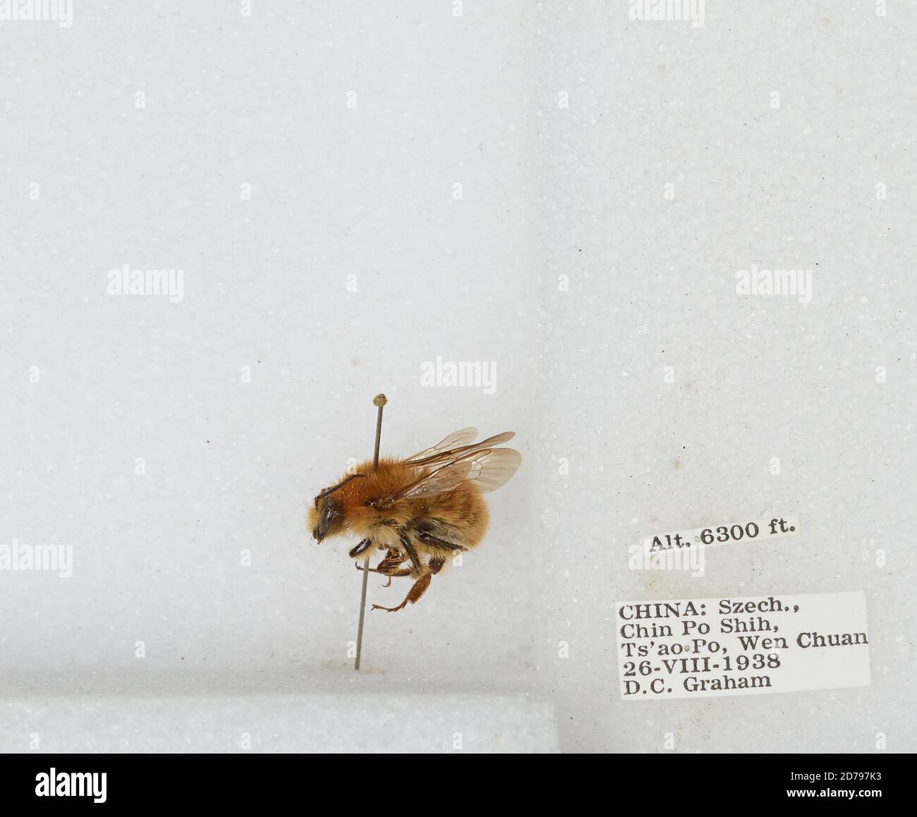Chin Po Shih Ts'ao-Po, Wenchuan Xian, Sichuan, China, Bombus sp ...