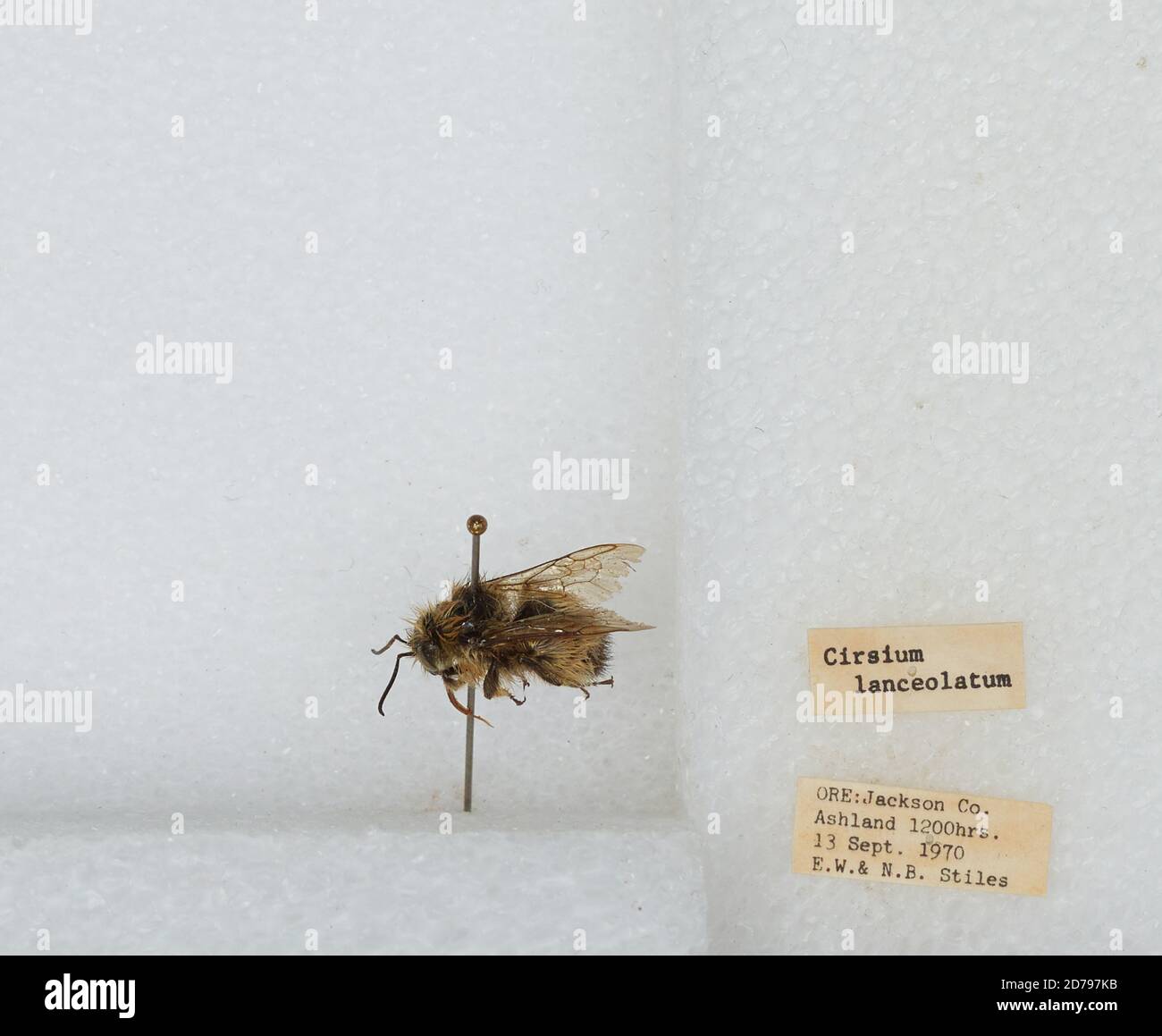 Ashland, Jackson, Oregon, United States, Bombus sp., Animalia ...