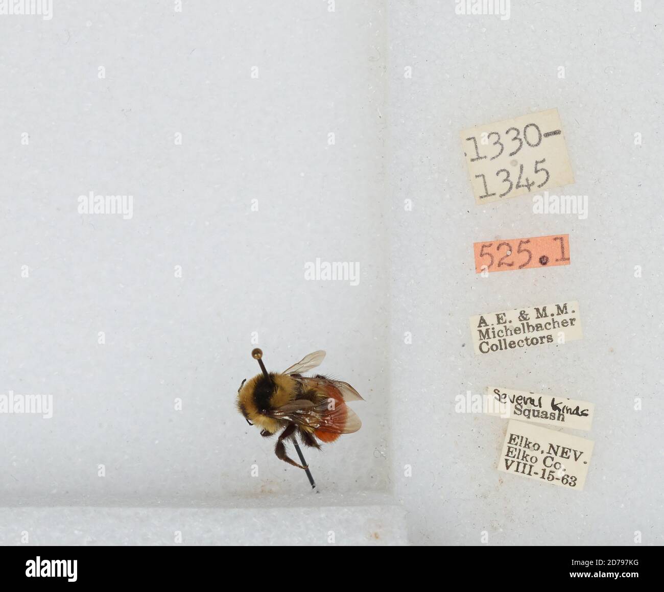 Elko, Nevada, United States, Bombus sp., Animalia, Arthropoda, Insecta ...