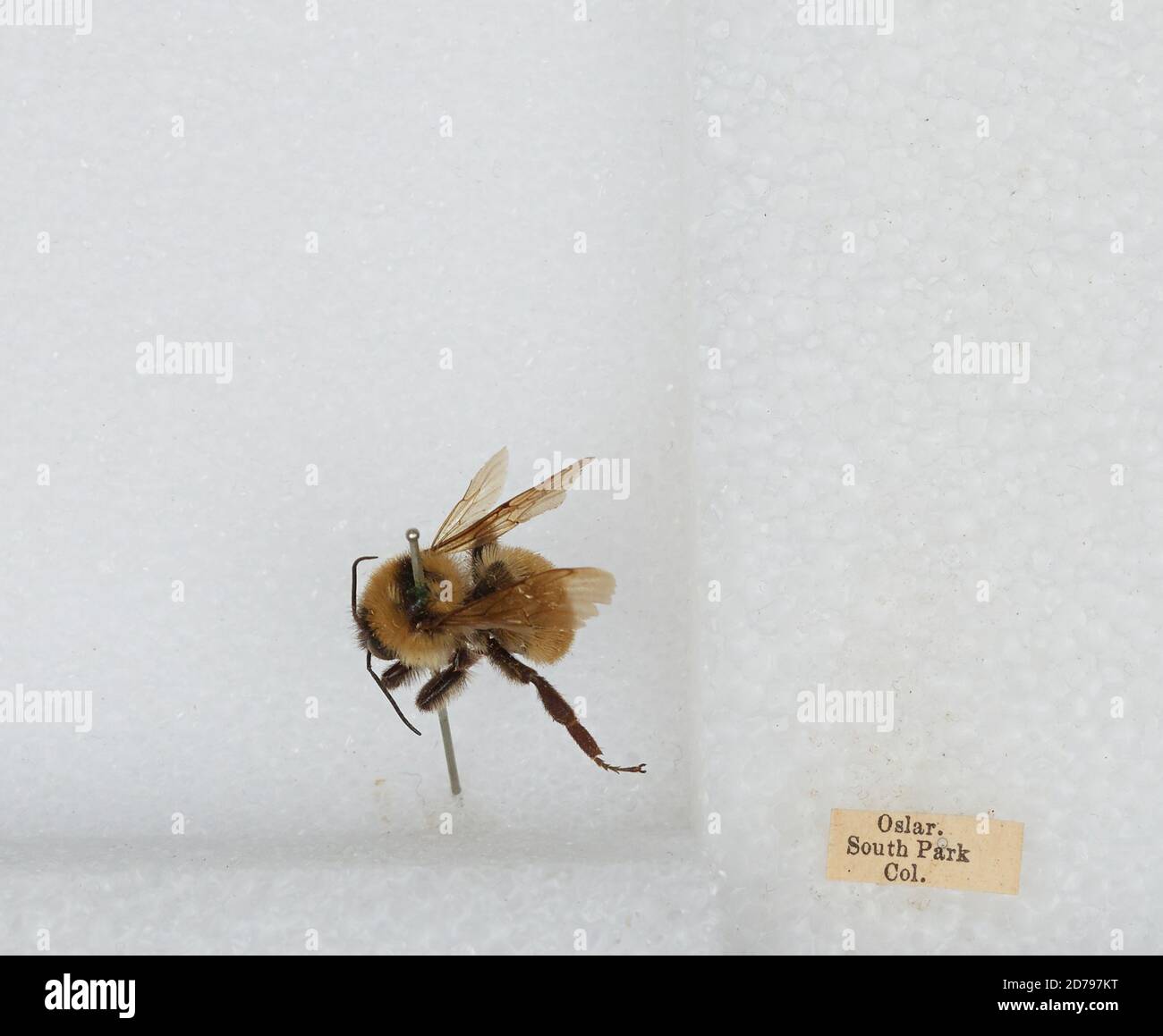 South Park, Saguache, Colorado, United States, Bombus sp., Animalia ...