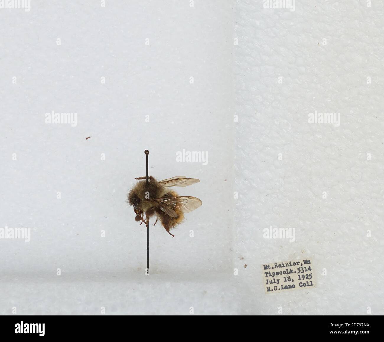 Mount Rainier, Tipsoo Lake, Pierce, Washington, United States, Bombus ...