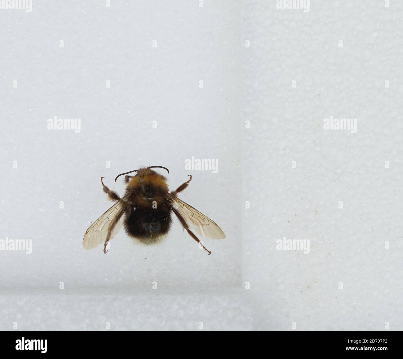 Bombus sp., Animalia, Arthropoda, Insecta, Hymenoptera, Apidae, Apinae ...