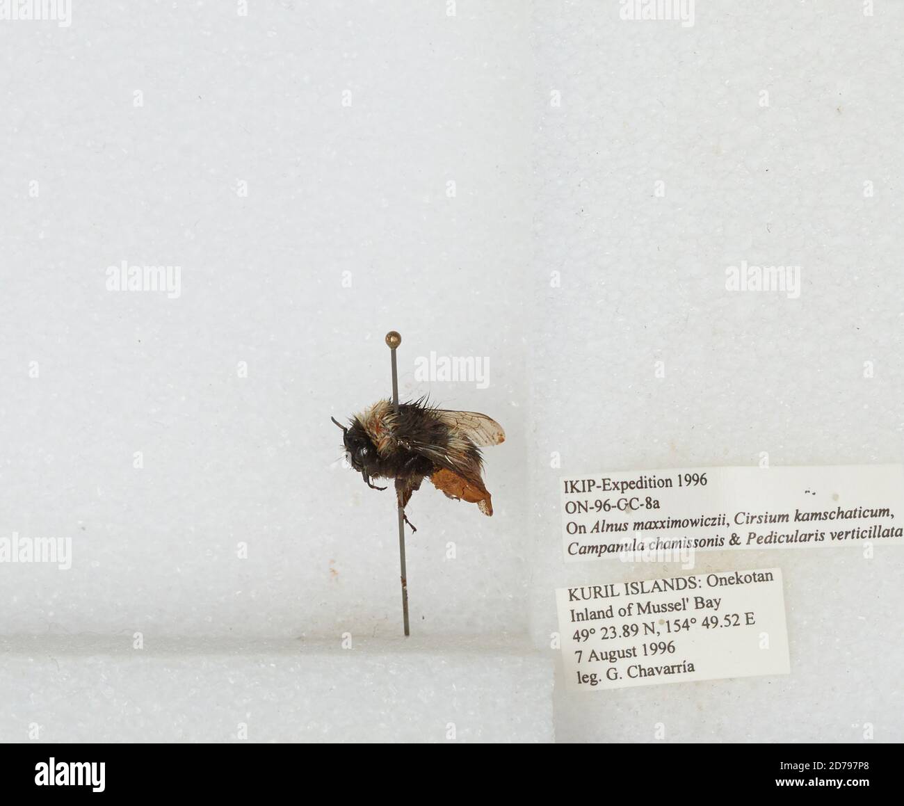 Onekotan Island, inland of Mussel' Bay, Kuril Islands, Sakhalin, Russia ...