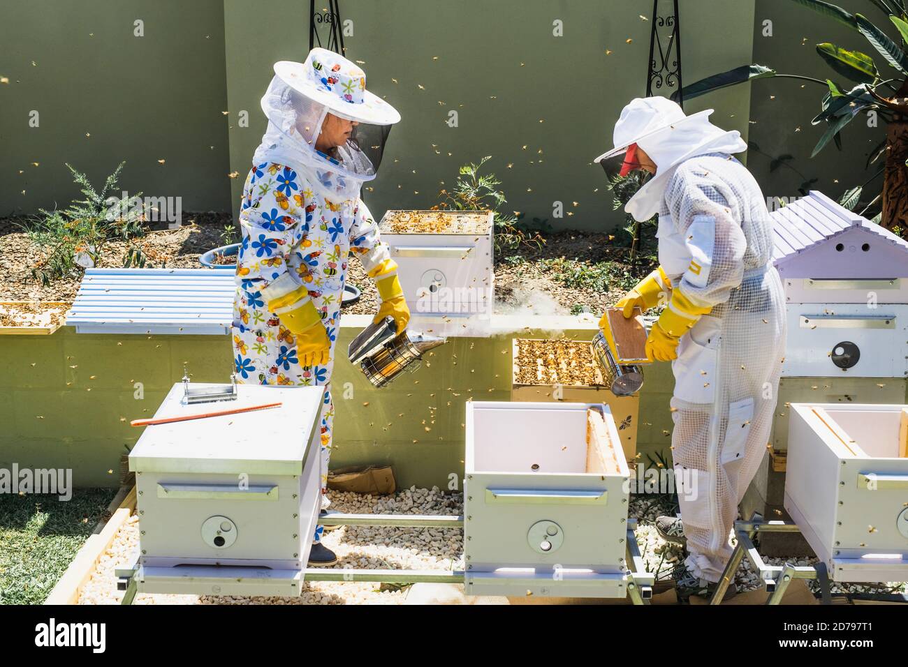 Beekeeper controlling beehive and comb frame, harvesting honey ...