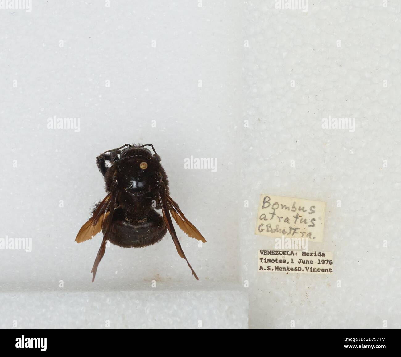 Timotes, Merida, Venezuela, Bombus sp., Animalia, Arthropoda, Insecta ...
