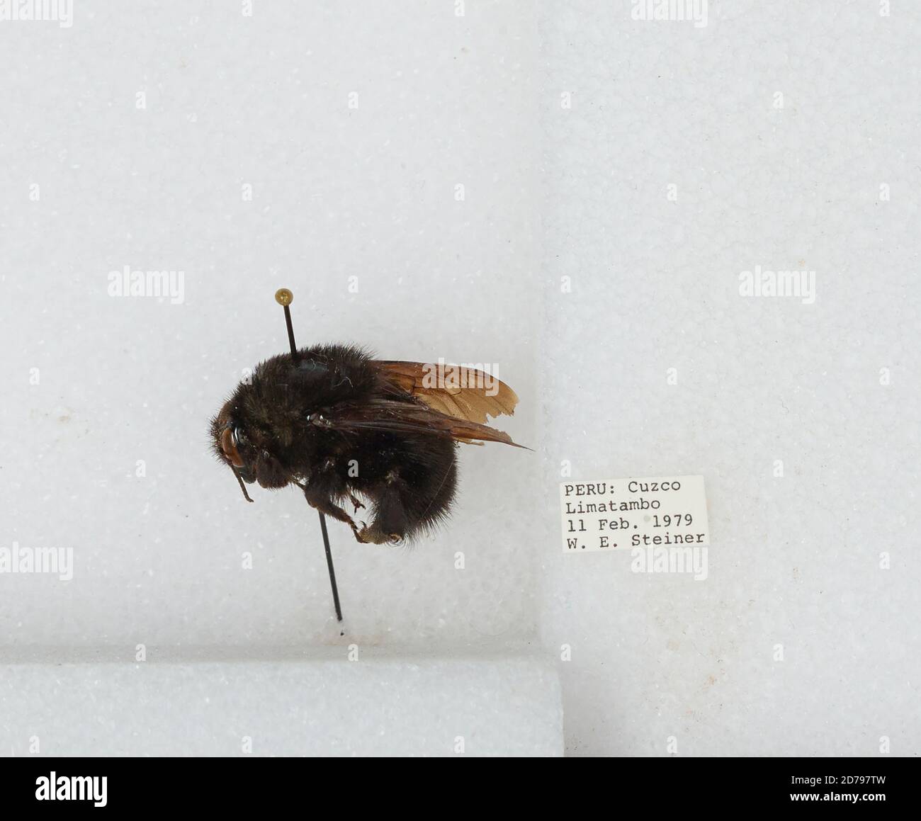 Limatambo, Cusco, Peru, Bombus sp., Animalia, Arthropoda, Insecta ...