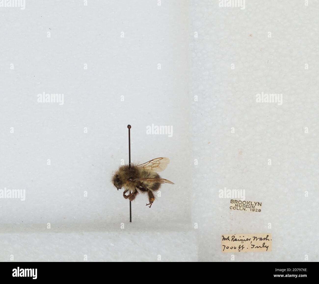 Mount Rainier, Pierce, Washington, United States, Bombus sp., Animalia ...