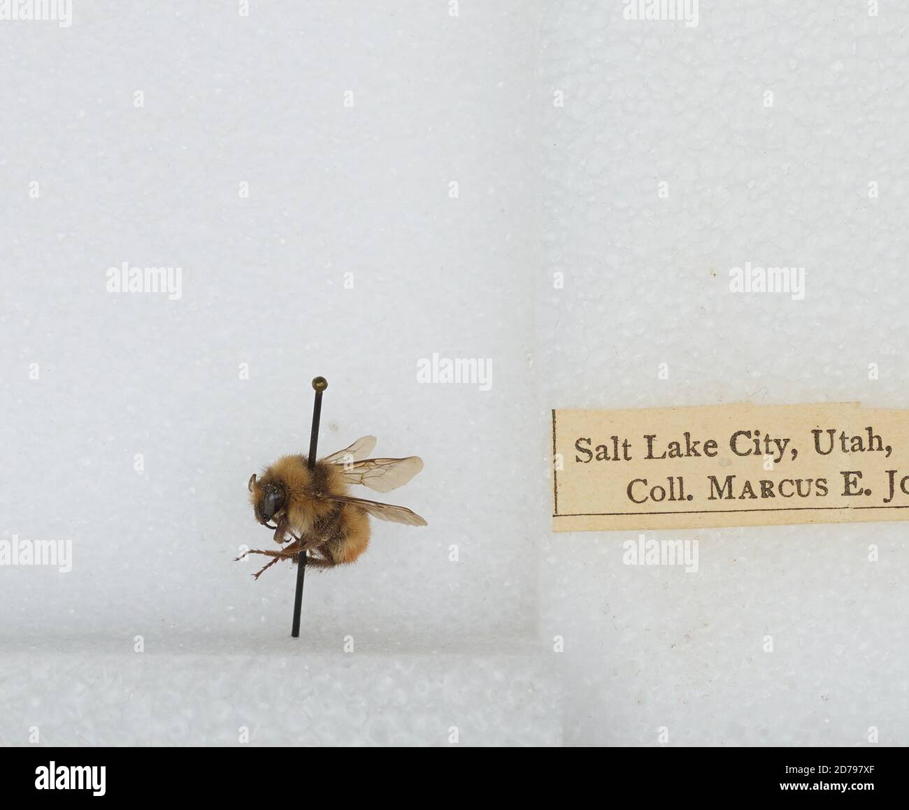 Salt Lake City, Salt Lake, Utah, United States, Bombus sp., Animalia ...