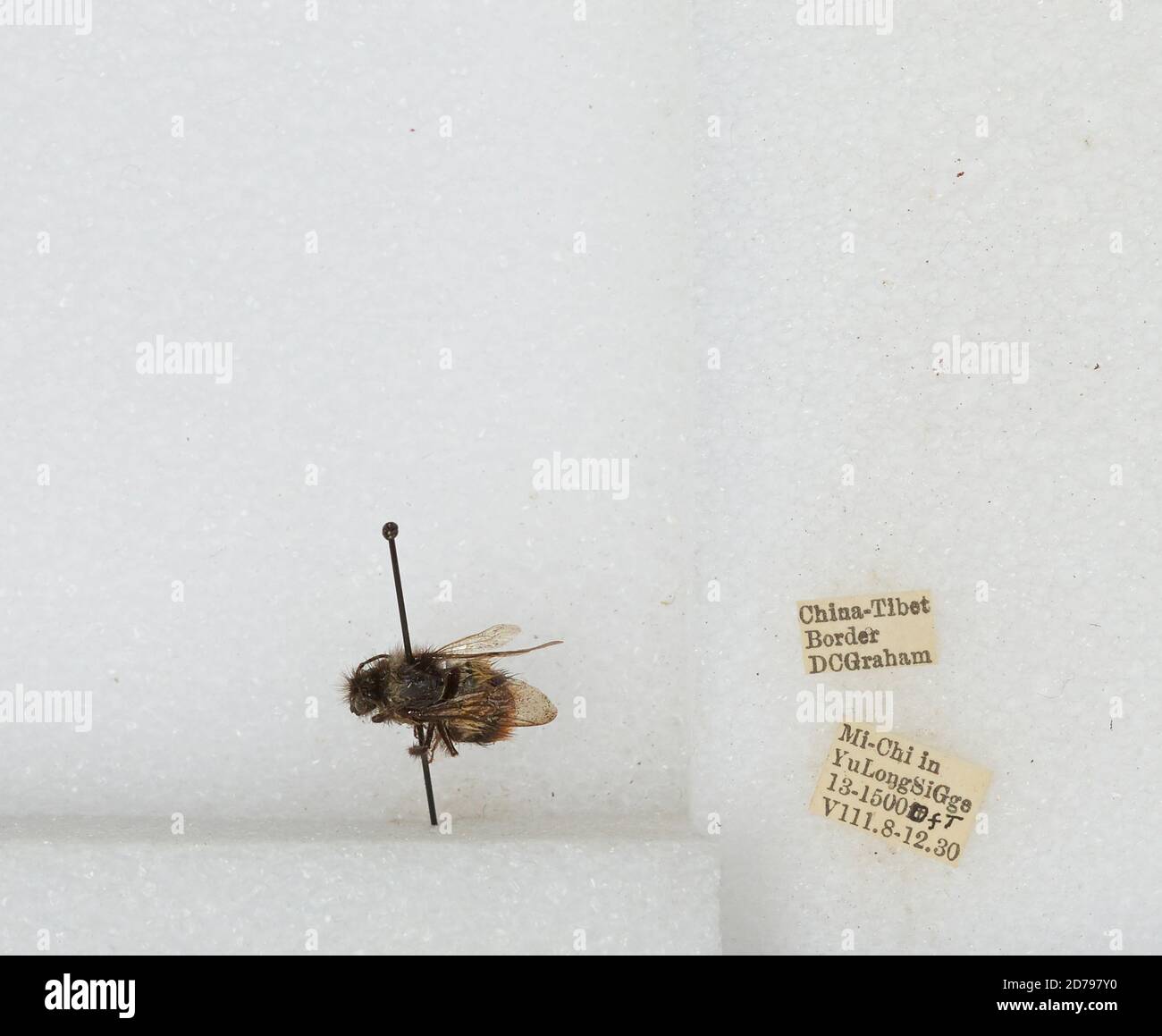 China-Tibet Border, Mi-Chi in Yu Long Si Gorge, China, Bombus sp ...