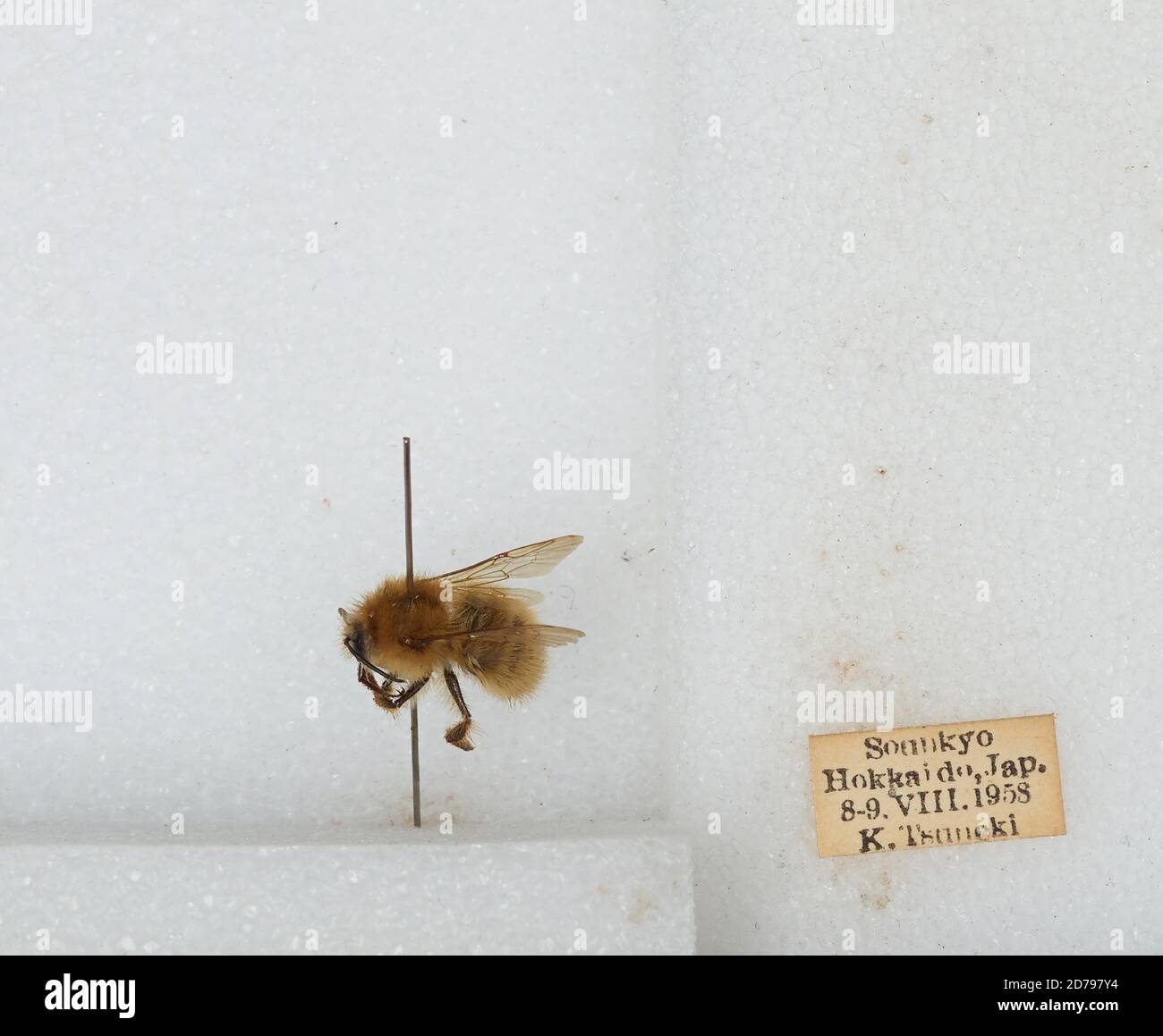 Sounkyo, Hokkaido, Japan, Bombus sp., Animalia, Arthropoda, Insecta ...
