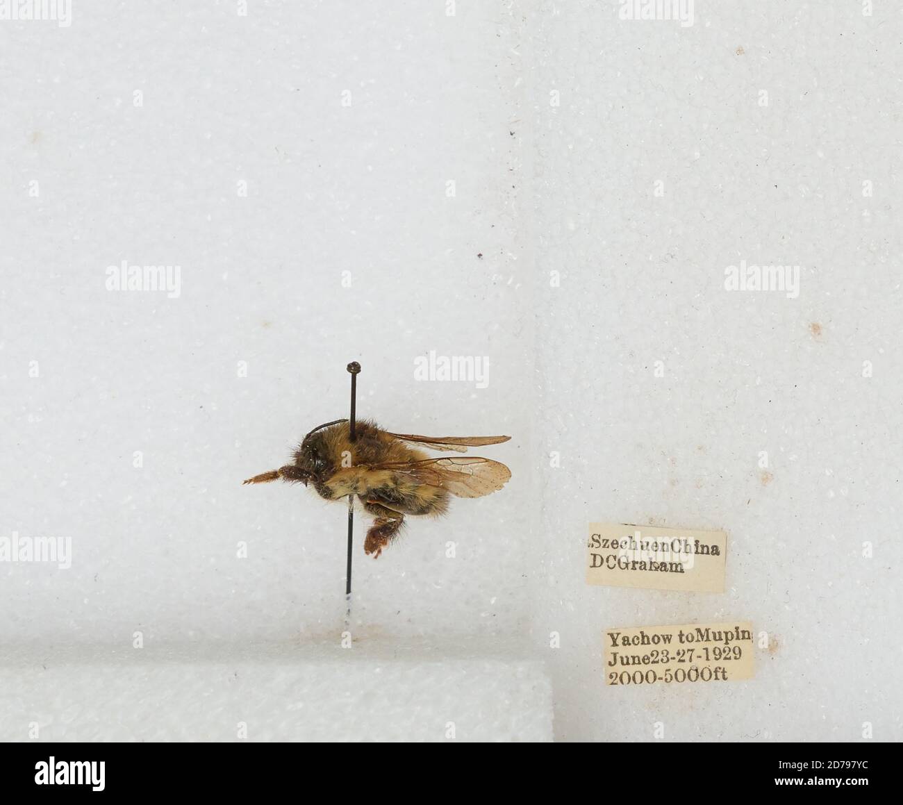 Yucheng to Muping, Sichuan, China, Bombus sp., Animalia, Arthropoda ...