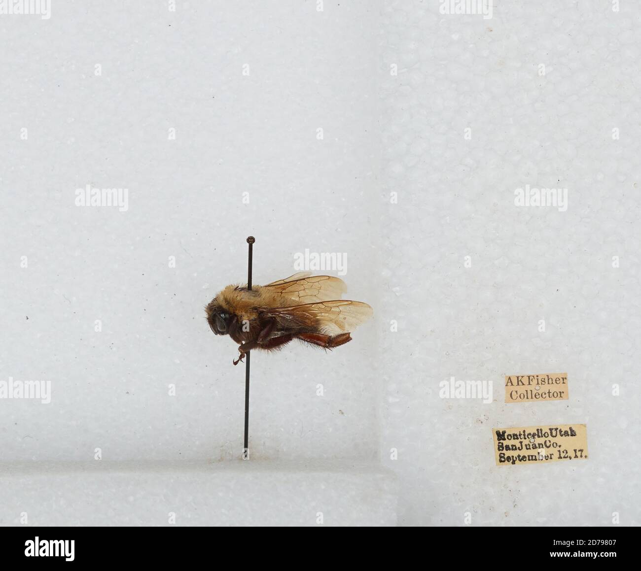 Monticello, San Juan, Utah, United States, Bombus sp., Animalia ...