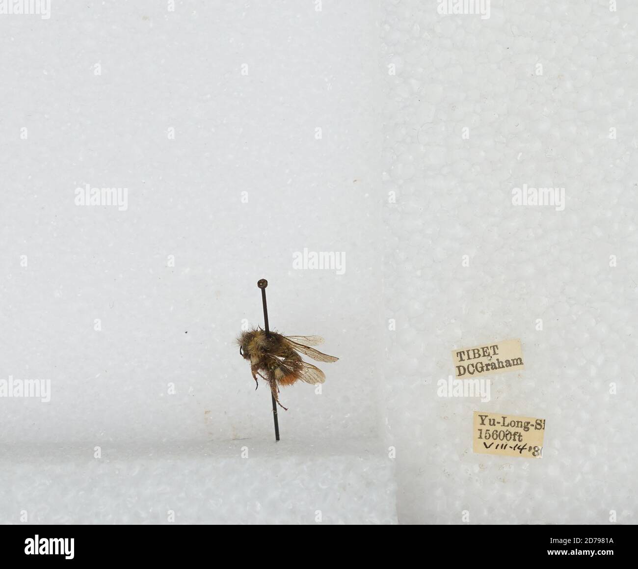 Yu-Long-Gong, Tibet Autonomous Region, China, Bombus sp., Animalia ...