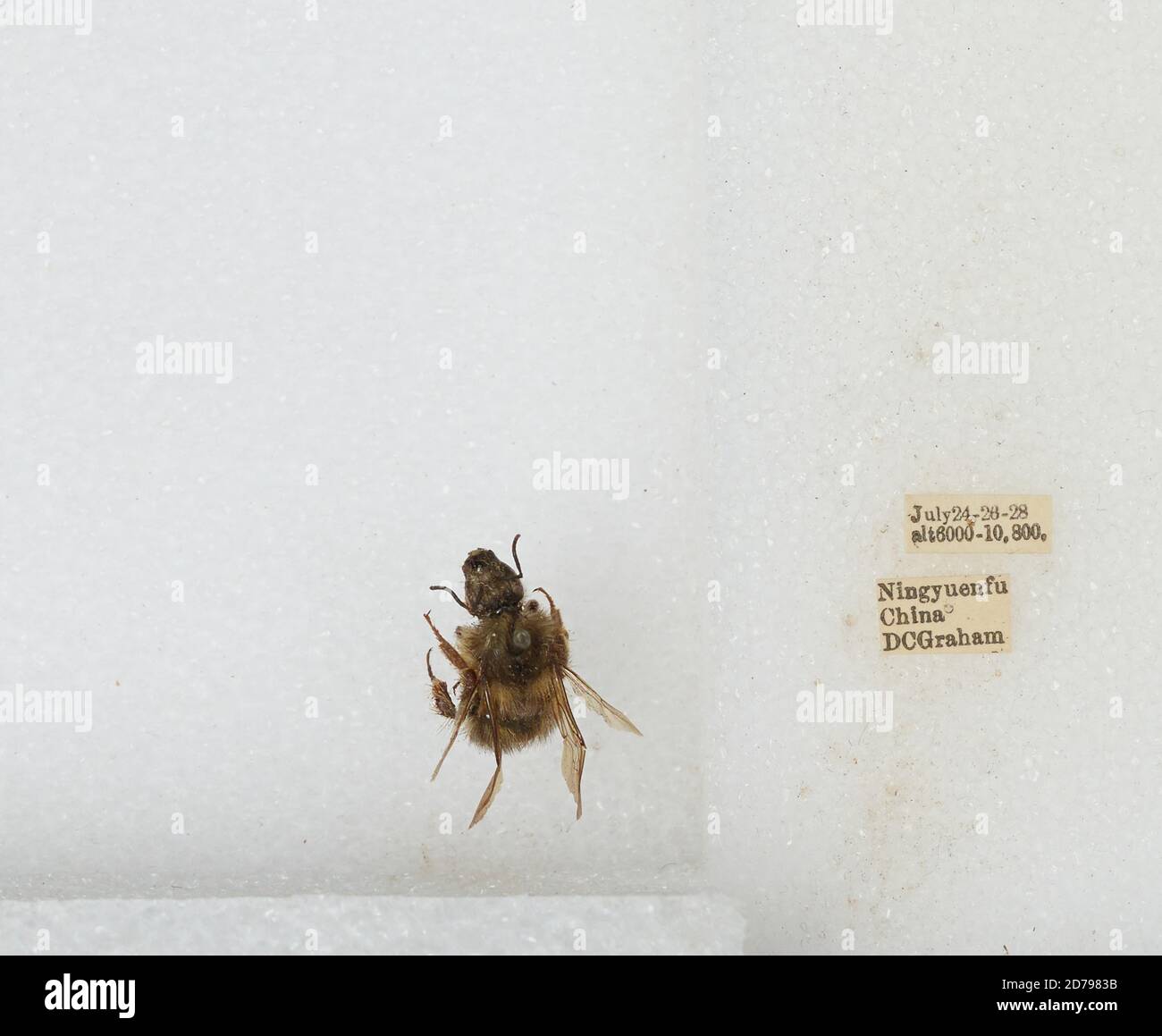 Xichang, Sichuan, China, Bombus sp., Animalia, Arthropoda, Insecta ...