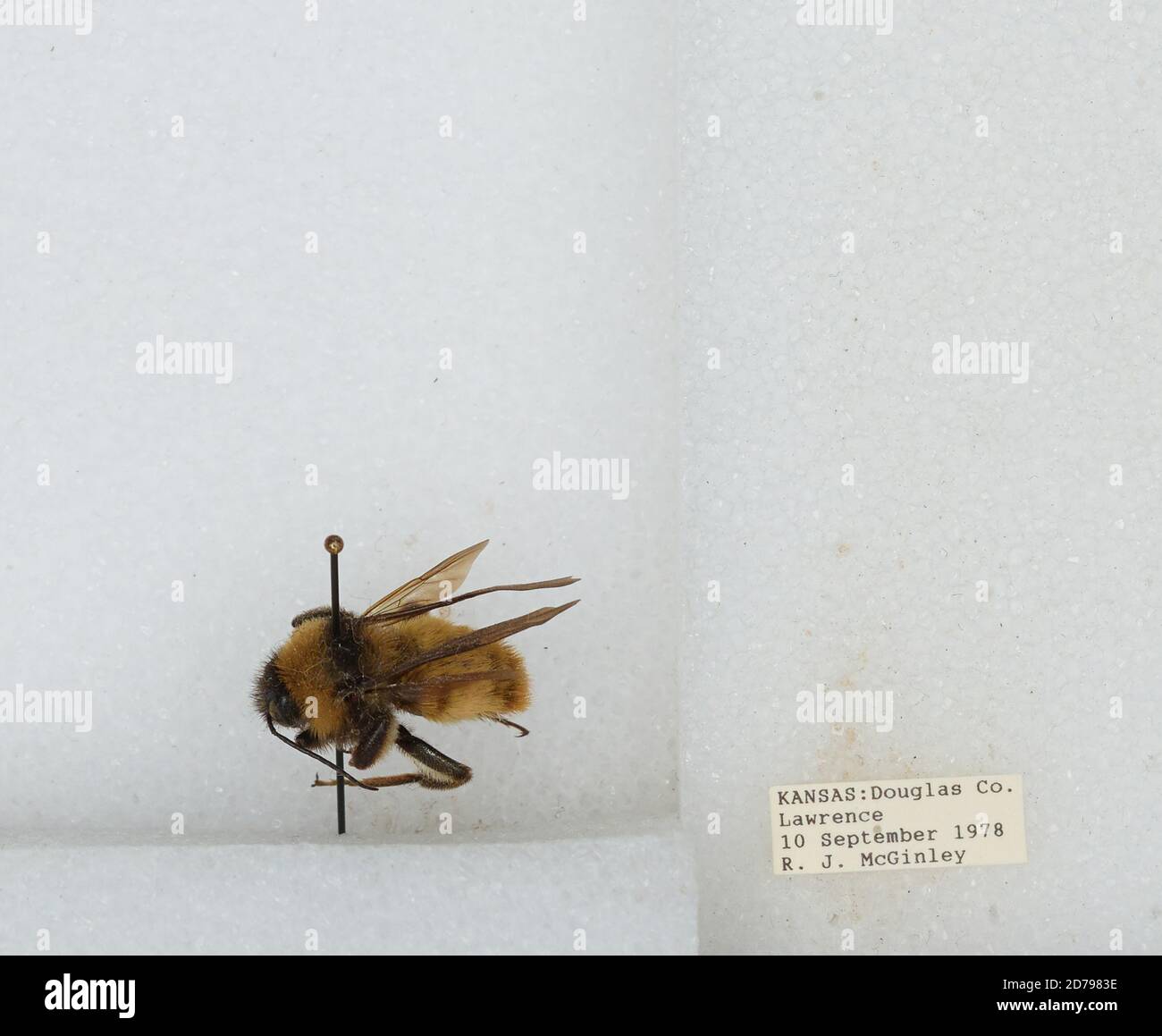 Lawrence, Douglas, Kansas, United States, Bombus sp., Animalia ...
