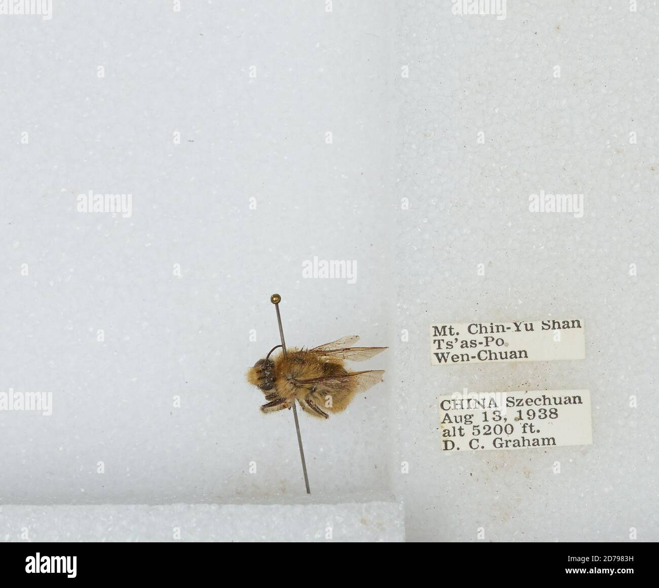 Mt. Chin-Yu Shan Ts'as-Po, Wenchuan Xian, Sichuan, China, Bombus sp ...