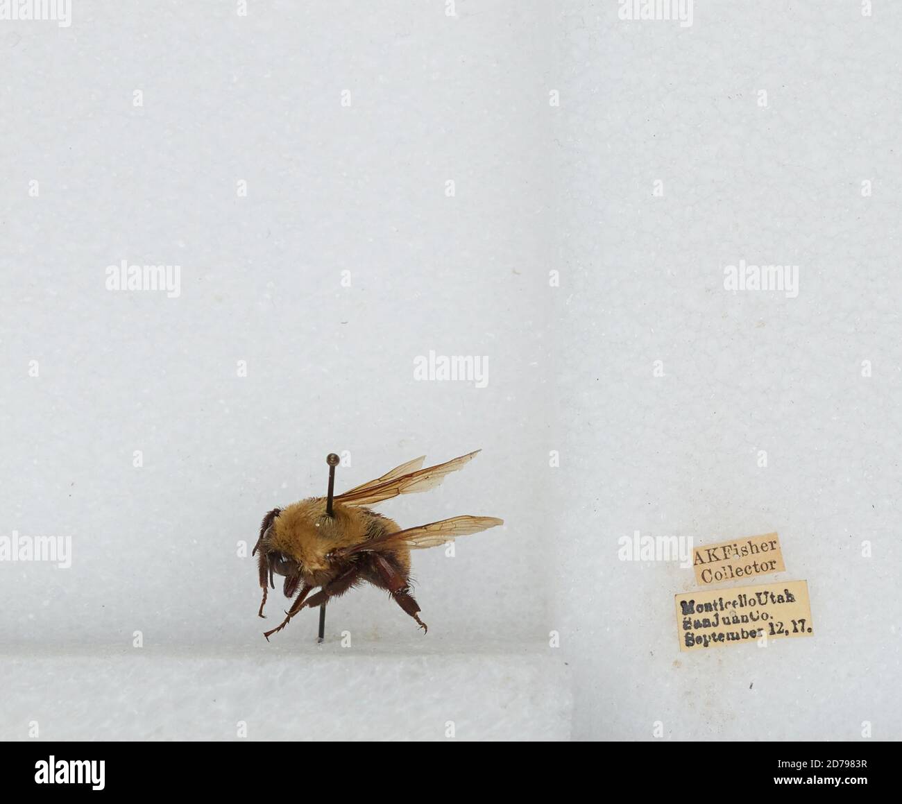 Monticello, San Juan, Utah, United States, Bombus sp., Animalia ...