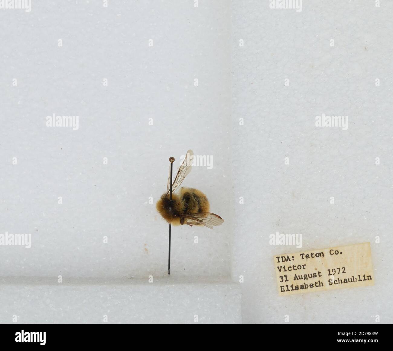 Victor, Teton, Idaho, United States, Bombus sp., Animalia, Arthropoda ...