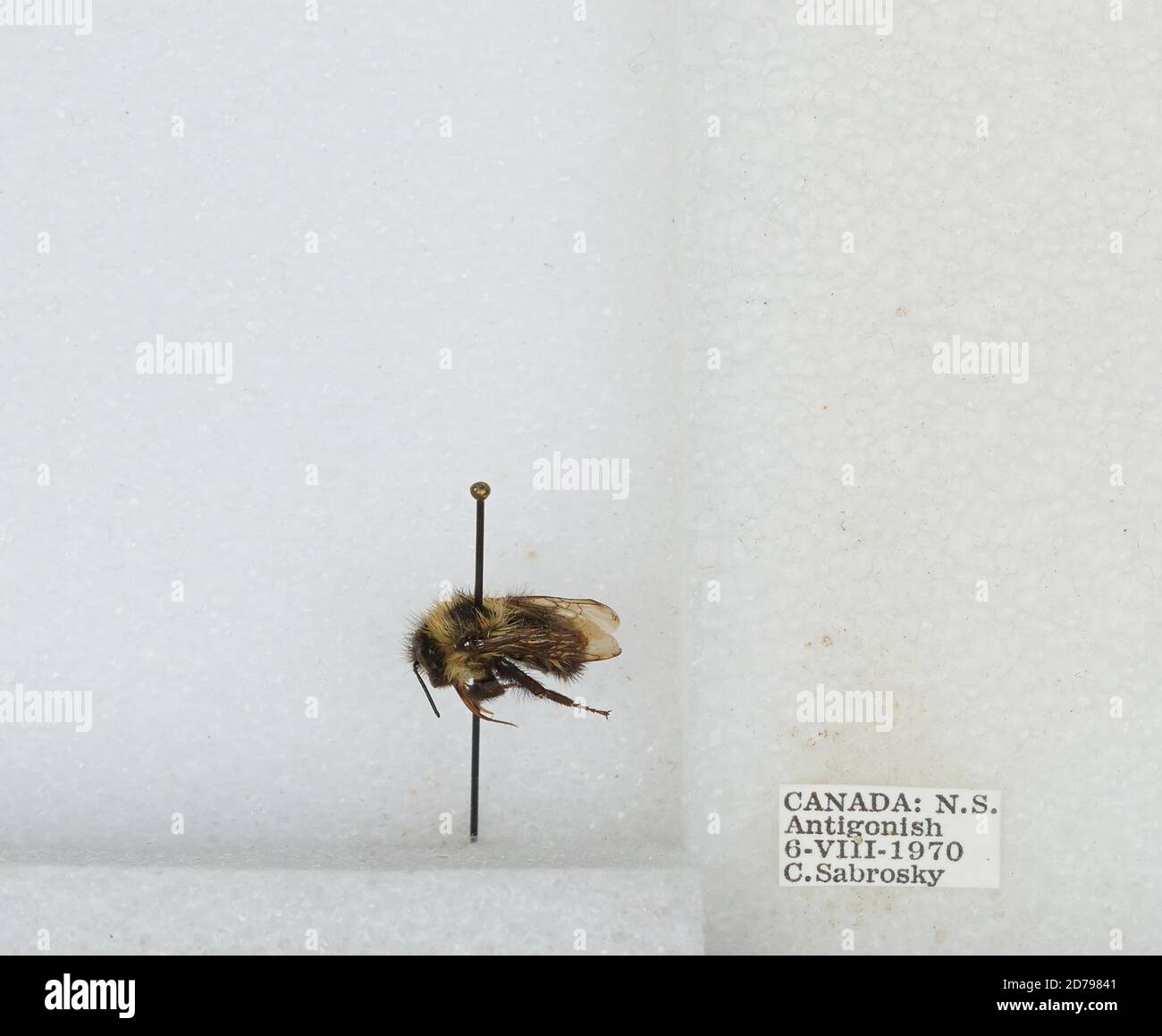 Antigonish, Nova Scotia, Canada, Bombus sp., Animalia, Arthropoda ...