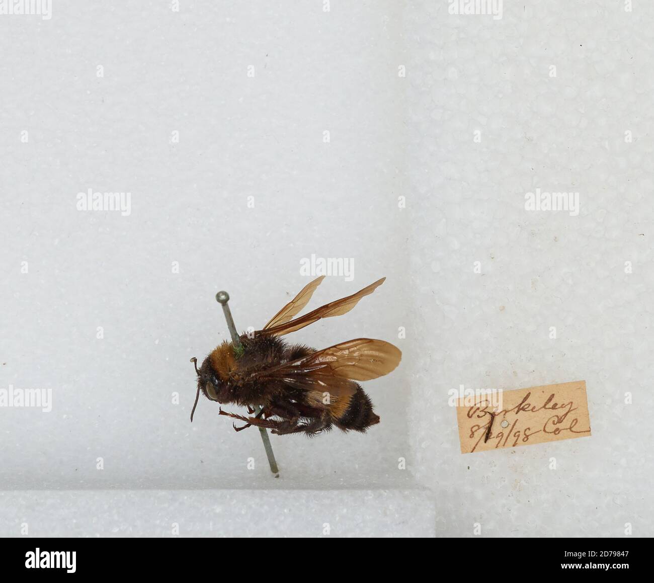 Berkeley, Adams, Colorado, United States, Bombus sp., Animalia ...